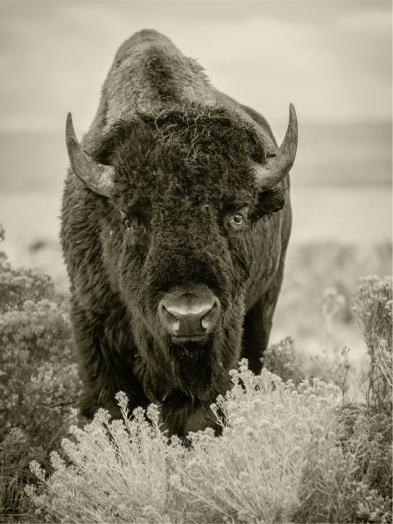 2019 Bedrock Wine Co. A Buffalo in Montana (Ode to Joel), USA ...