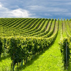 2007 Thurston Wolfe Cabernet Sauvignon Destiny Ridge Vineyards, USA ...